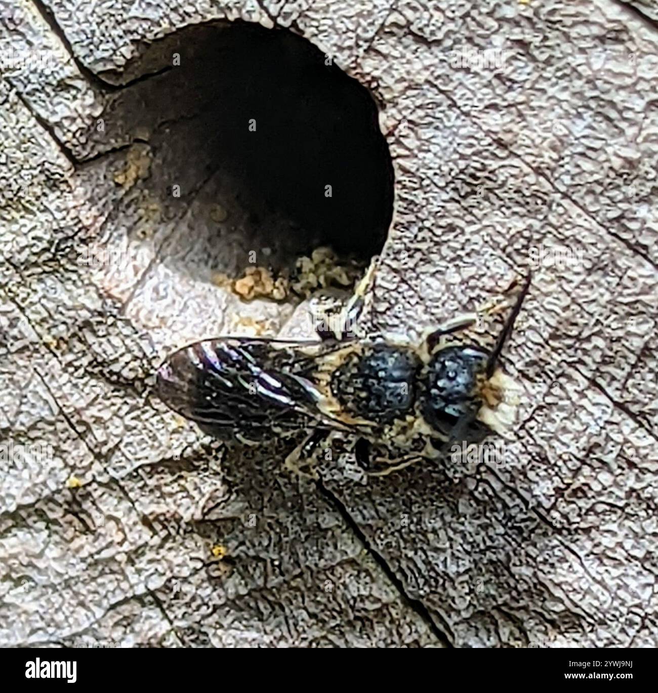 Large-headed Armoured-Resin bee (Heriades truncorum Stock Photo - Alamy