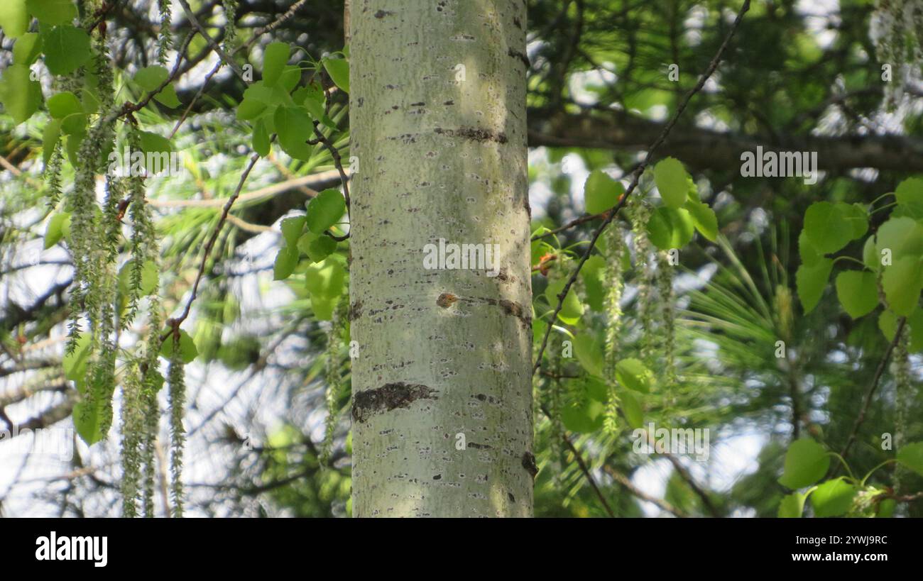 European aspen (Populus tremula Stock Photo - Alamy