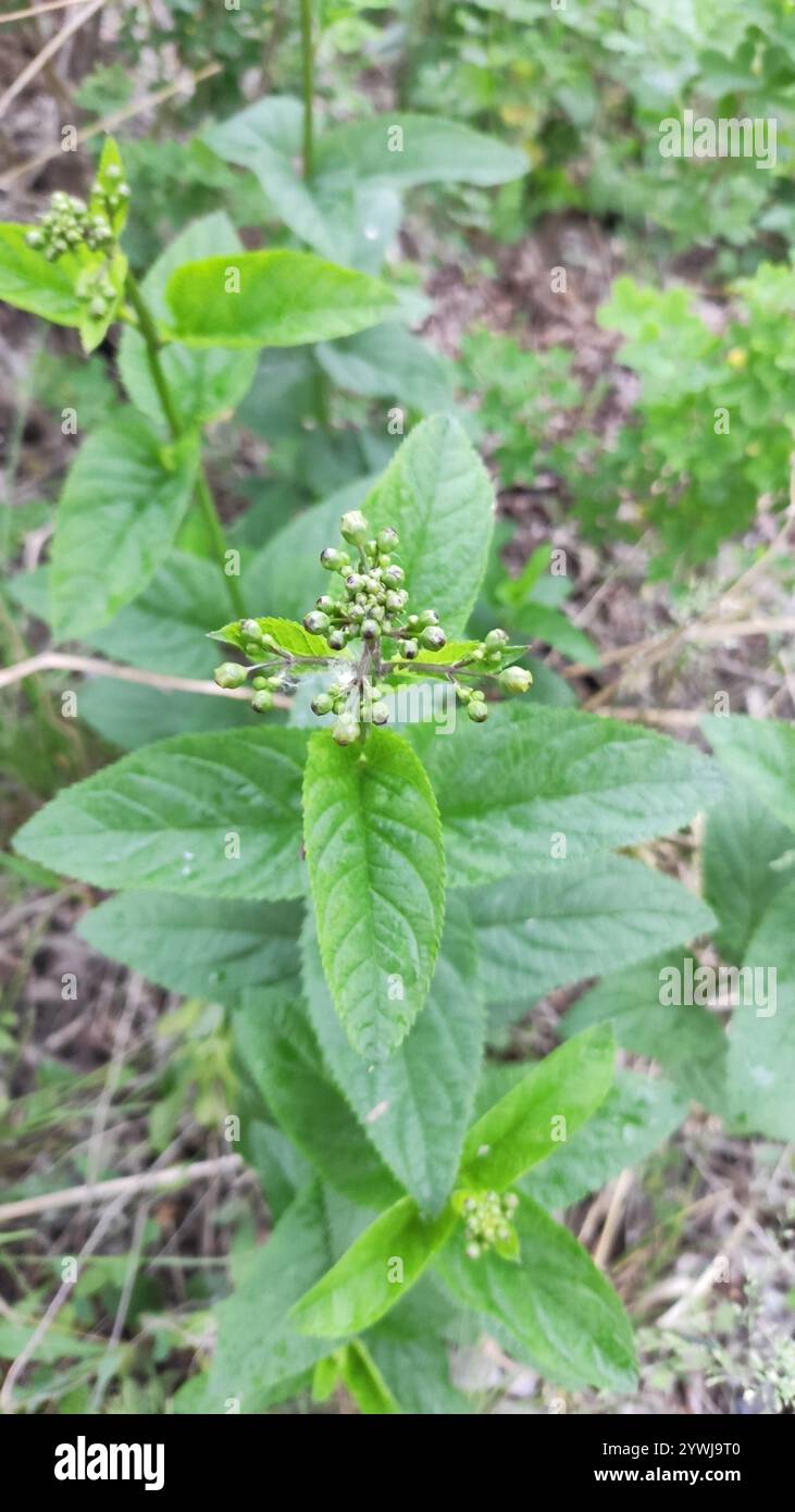 Common Figwort (Scrophularia nodosa Stock Photo - Alamy