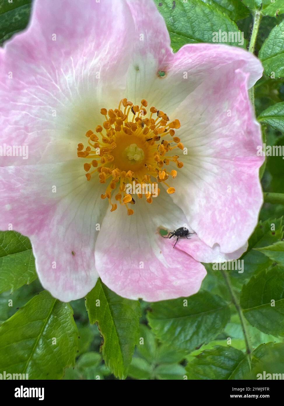 True Weevils (Curculionidae Stock Photo - Alamy