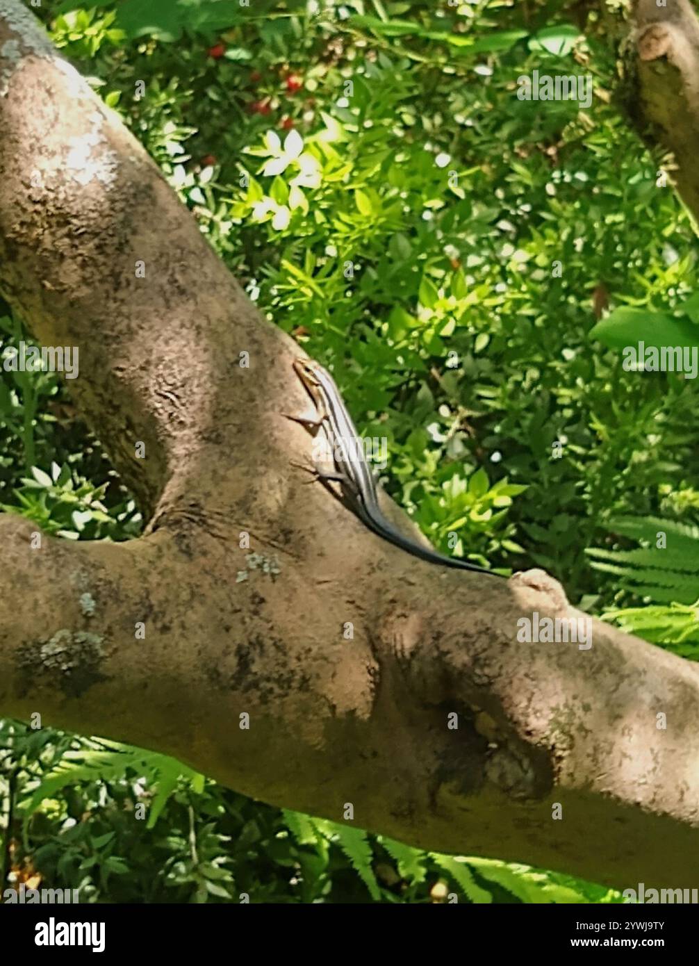 Toothy Skinks (Plestiodon Stock Photo - Alamy