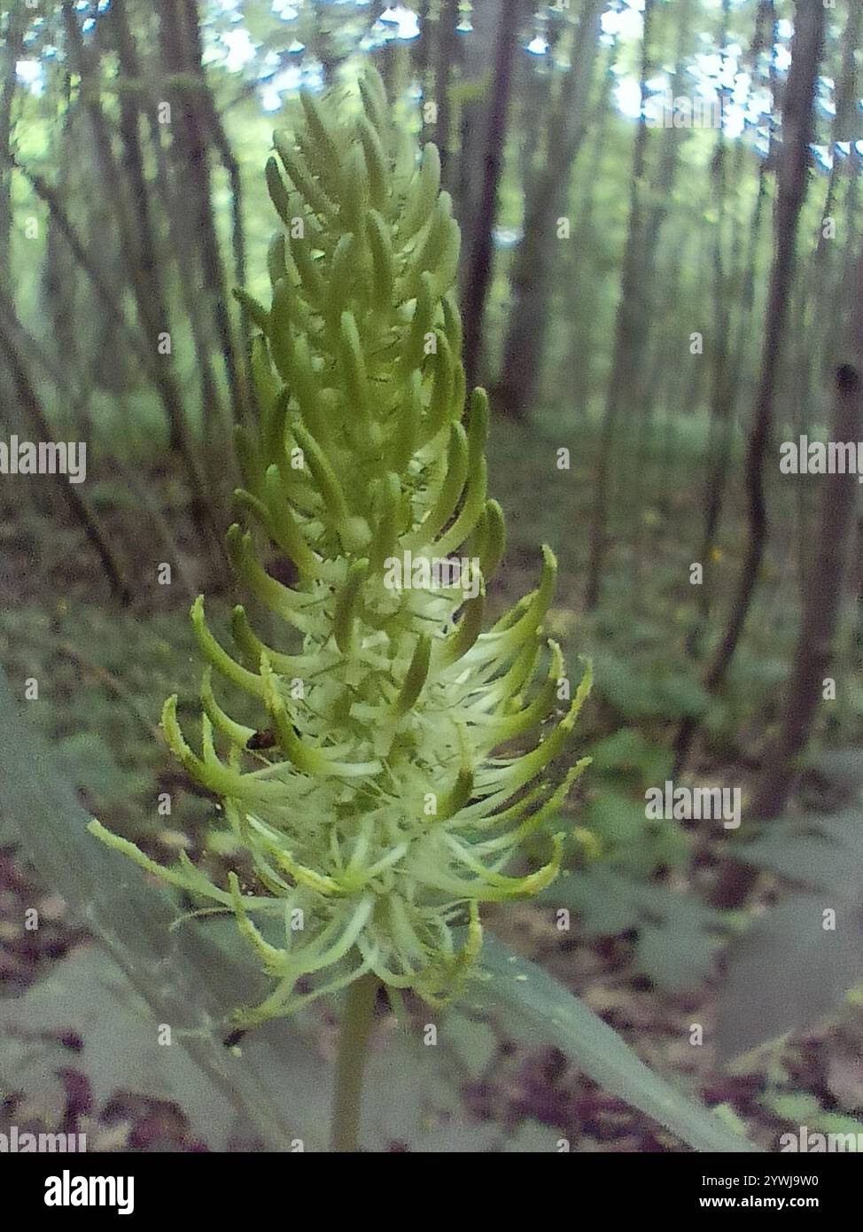 Spiked rampion (Phyteuma spicatum Stock Photo - Alamy