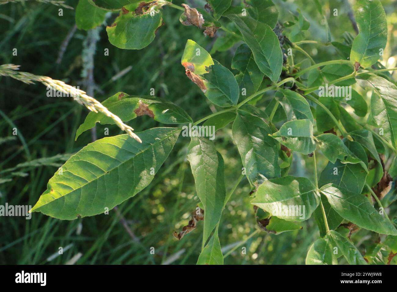 Oregon Ash (Fraxinus latifolia Stock Photo - Alamy