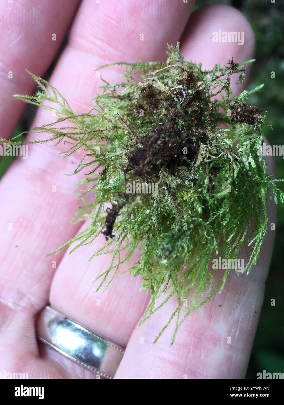 Common Feather-moss (Kindbergia praelonga Stock Photo - Alamy