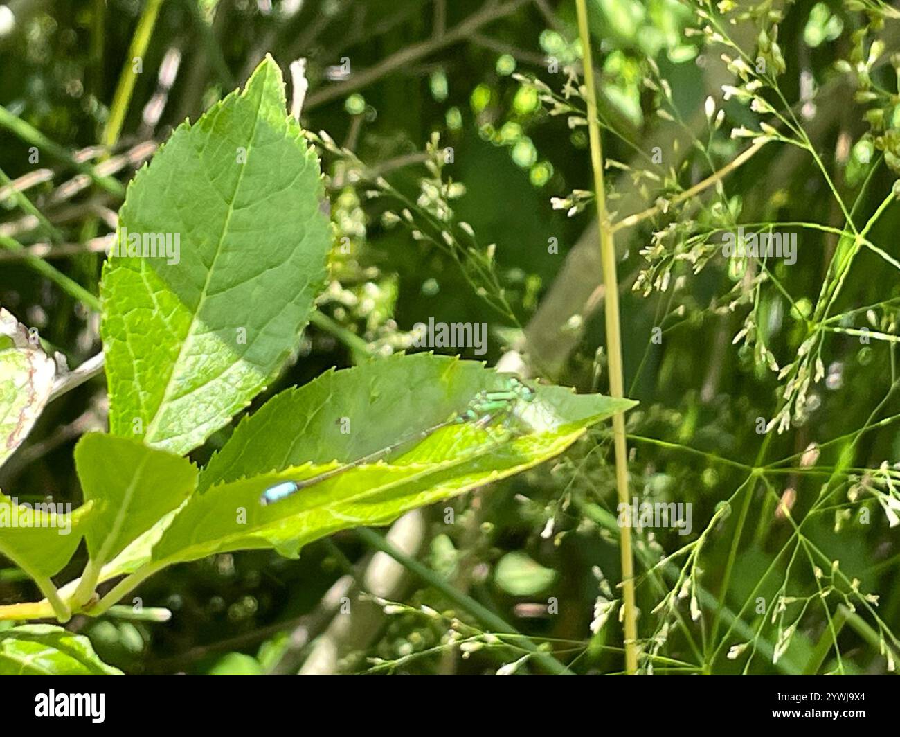 Eastern Forktail (Ischnura verticalis Stock Photo - Alamy