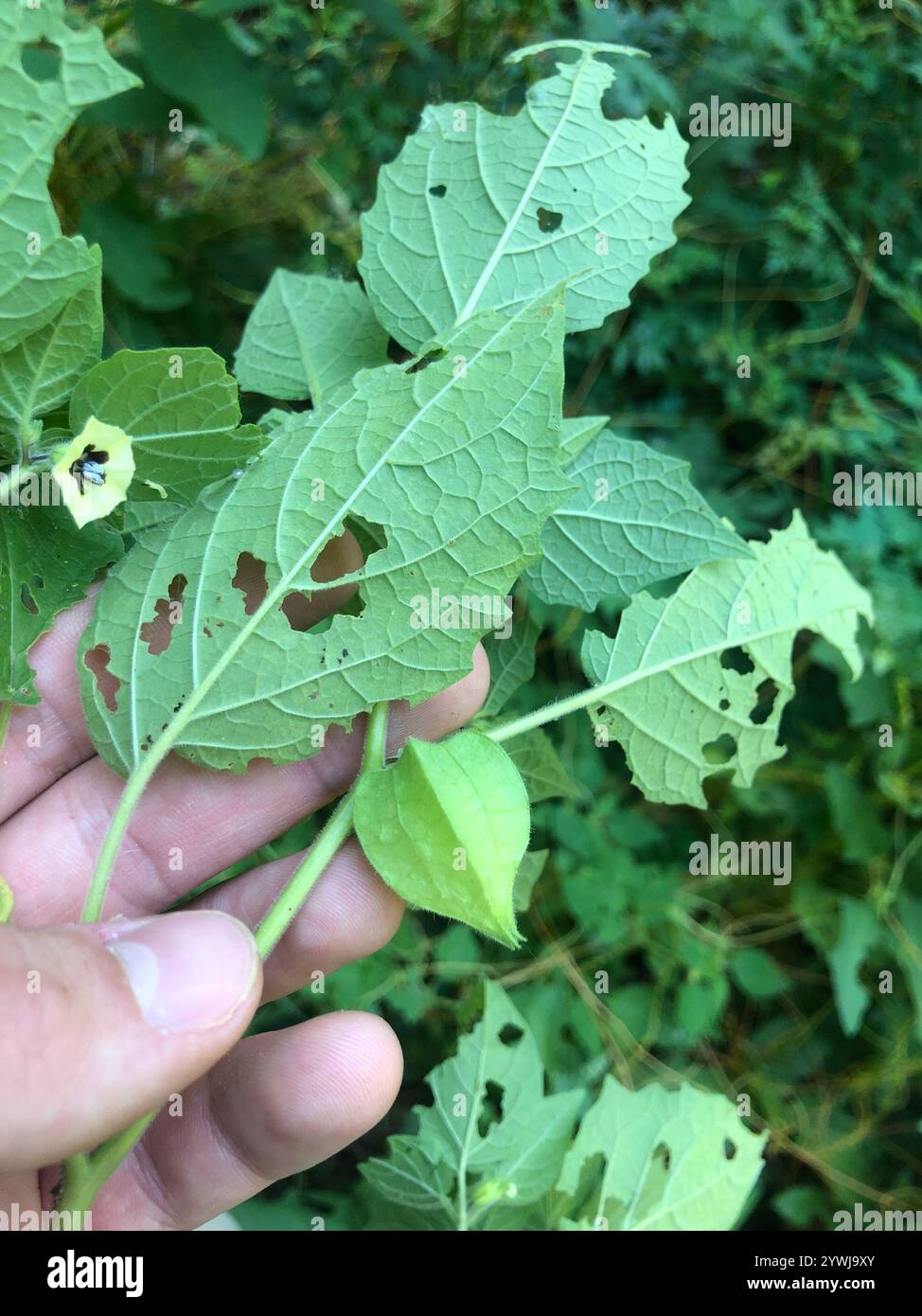 hairy groundcherry (Physalis pubescens Stock Photo - Alamy