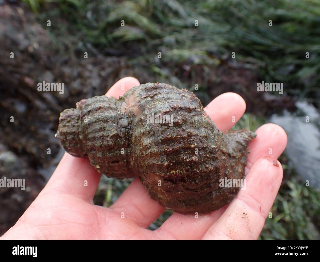 Oregon Hairy Triton Snail (Fusitriton oregonensis Stock Photo - Alamy