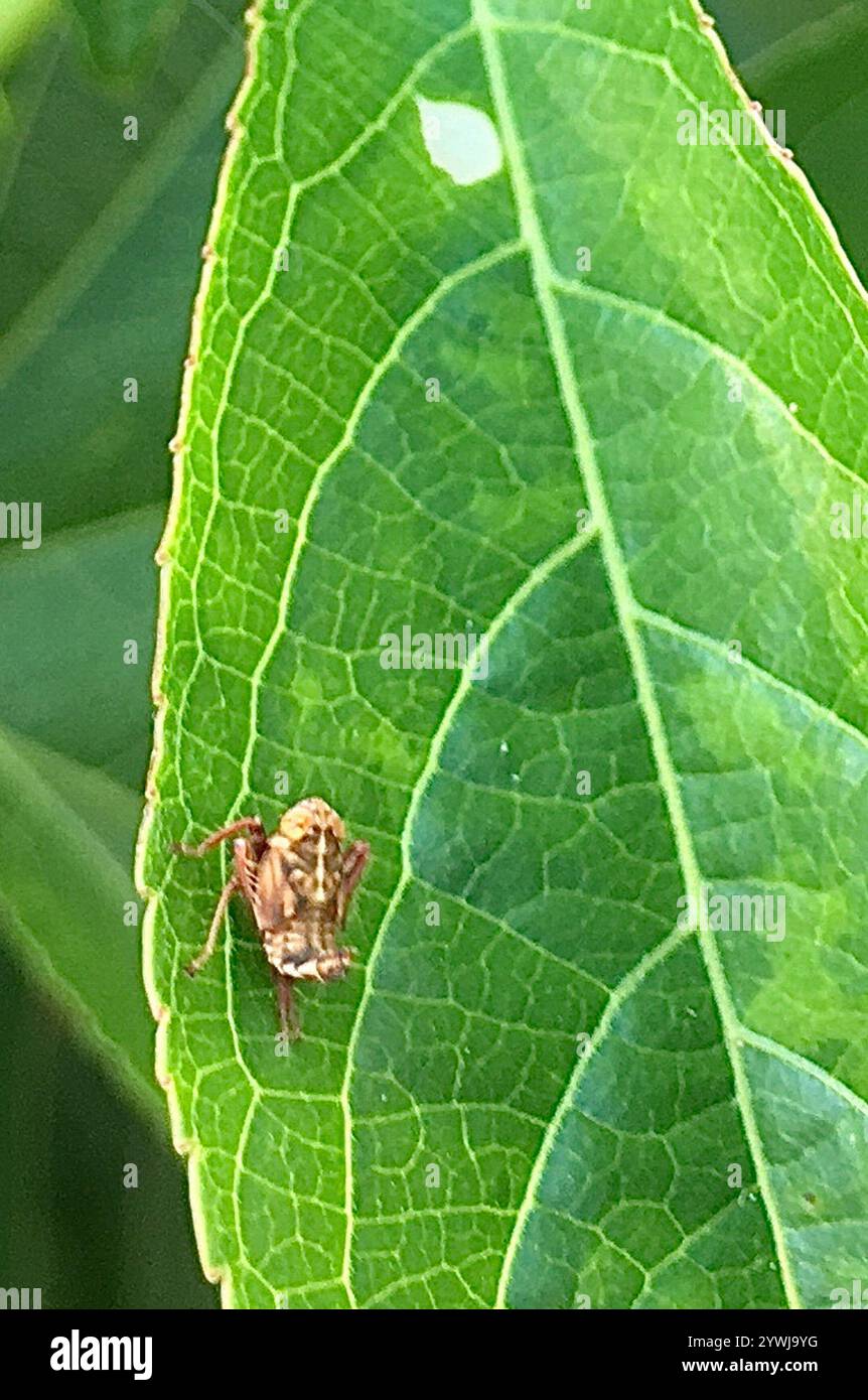 Coppery Leafhopper (Jikradia olitoria Stock Photo - Alamy