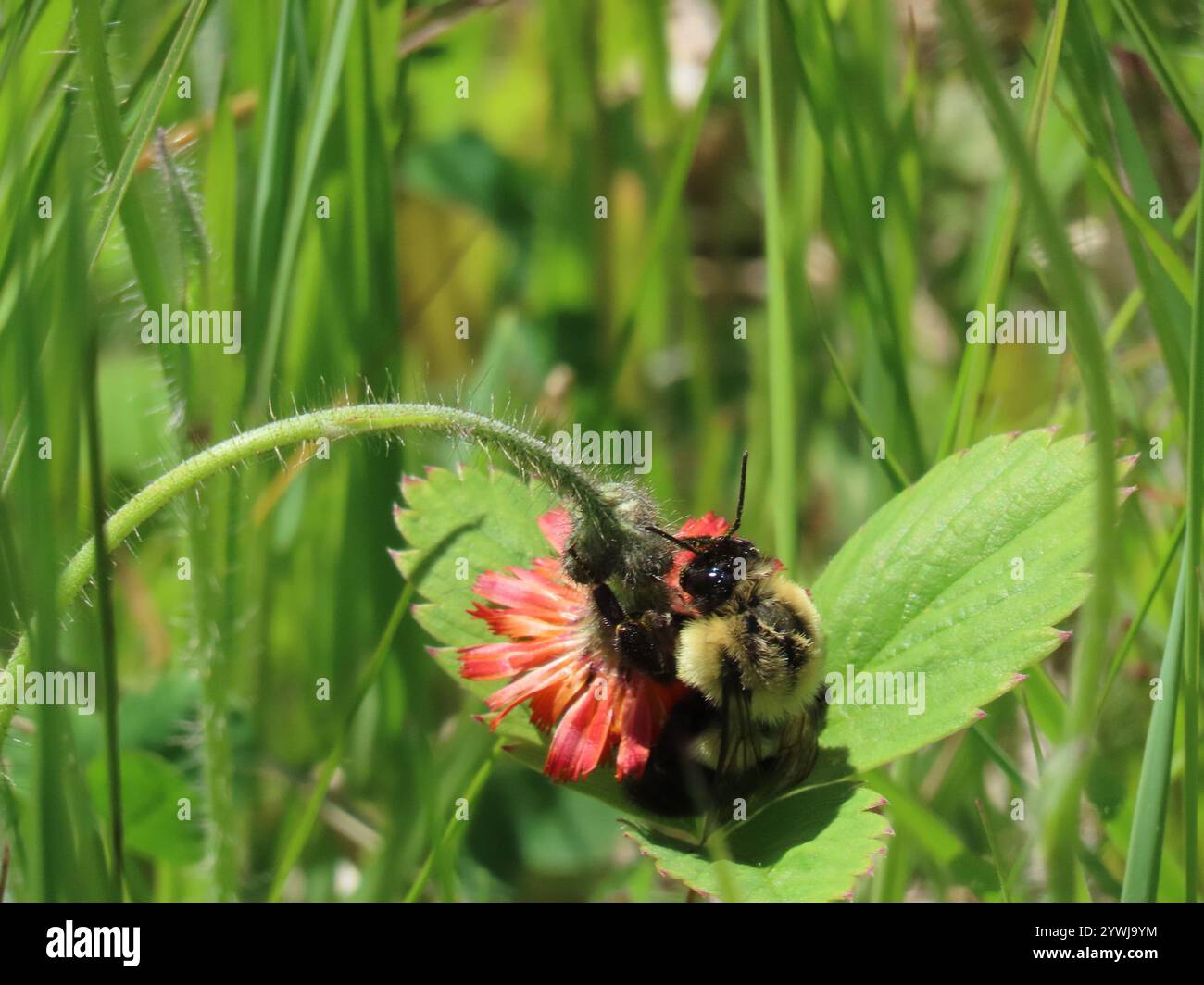 Common Eastern Bumble Bee (Bombus impatiens Stock Photo - Alamy