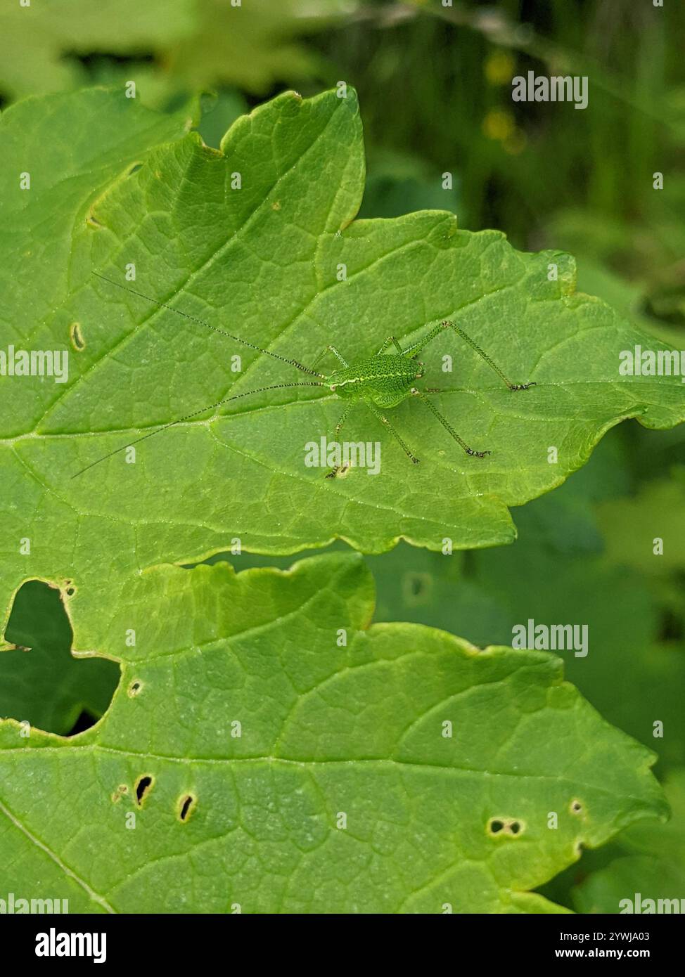 Common Saw Bush-cricket (Barbitistes serricauda Stock Photo - Alamy
