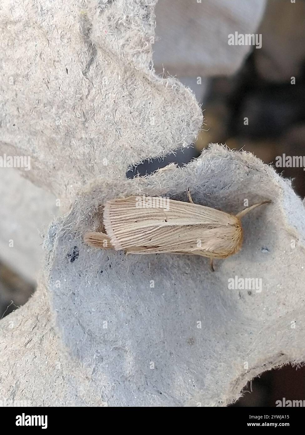 Smoky wainscot hi-res stock photography and images - Alamy