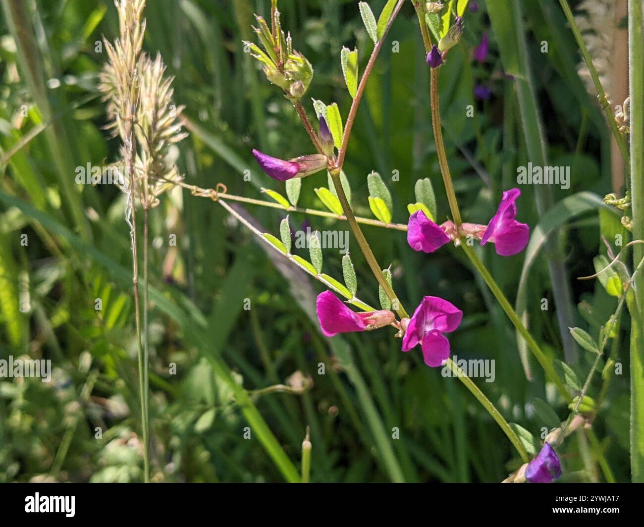 Common Vetch (Vicia sativa Stock Photo - Alamy