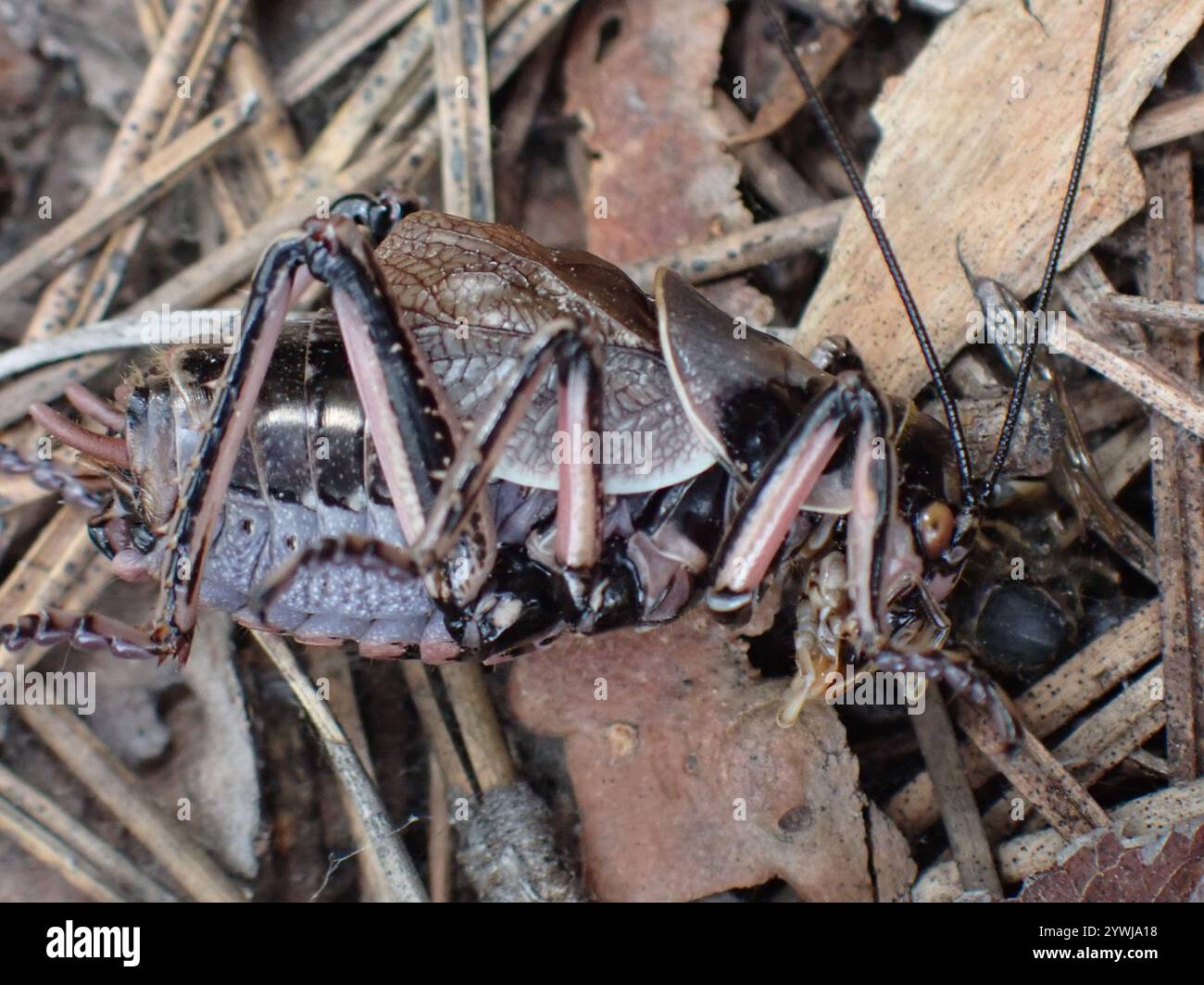Great Grig (Cyphoderris monstrosa Stock Photo - Alamy