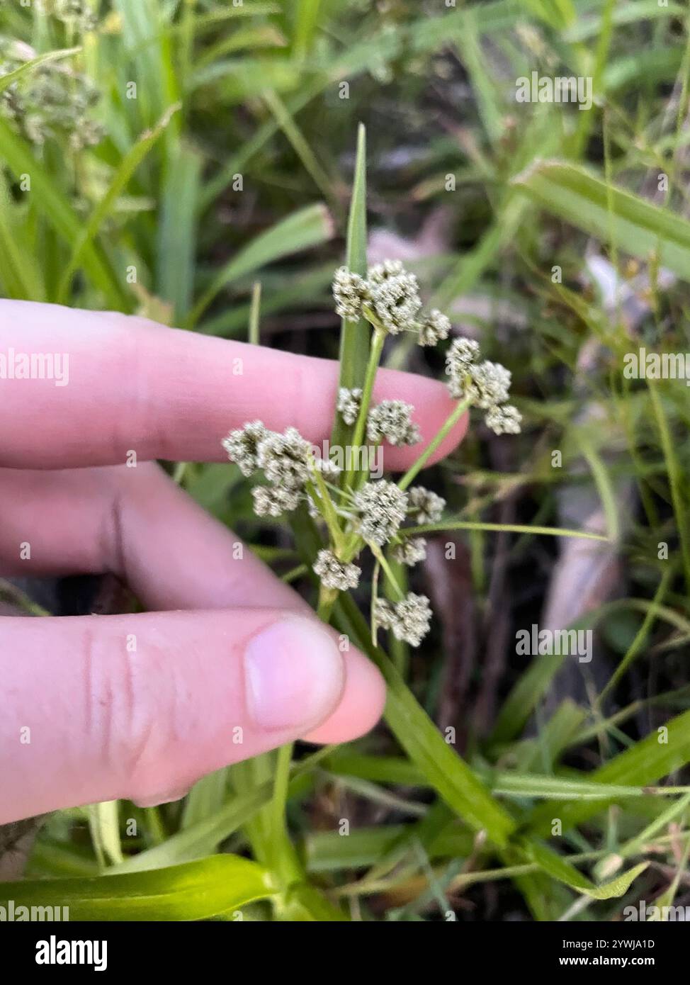 Panicled Bulrush (Scirpus microcarpus Stock Photo - Alamy