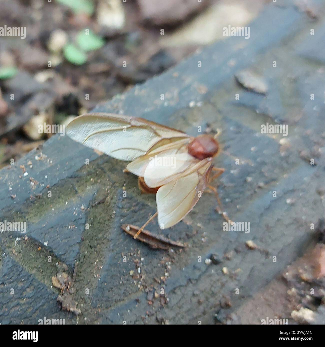 Chicatana Leafcutter Ant (Atta mexicana Stock Photo - Alamy