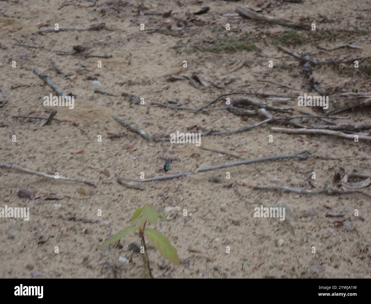 Big Sand Tiger Beetle (Cicindela formosa Stock Photo - Alamy