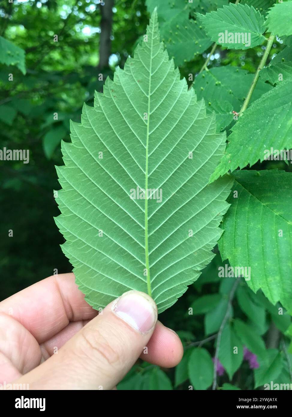 American elm (Ulmus americana Stock Photo - Alamy