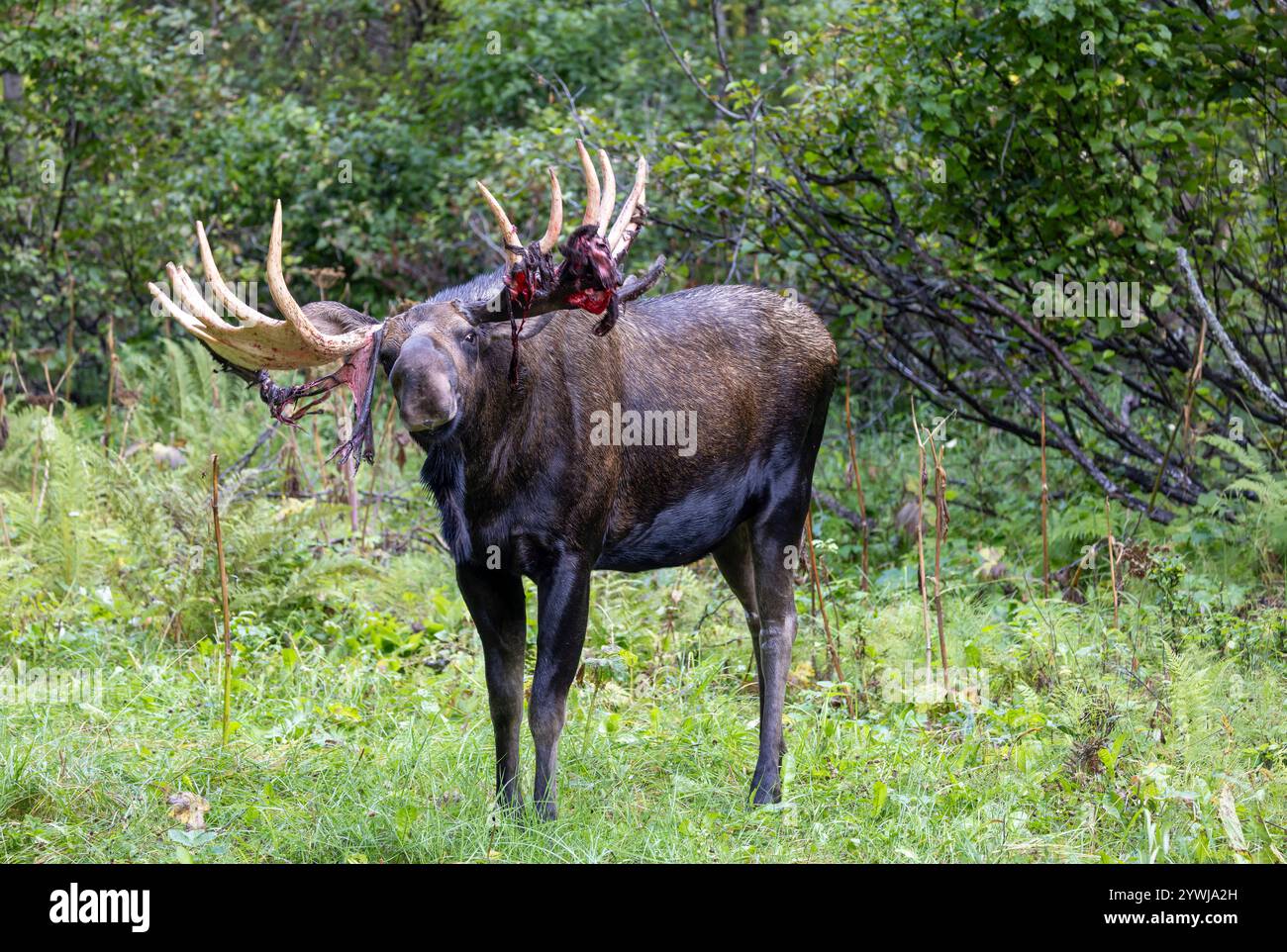Alaska Yukon Bull Moose in Early Autumn in Alaska Stock Photo - Alamy