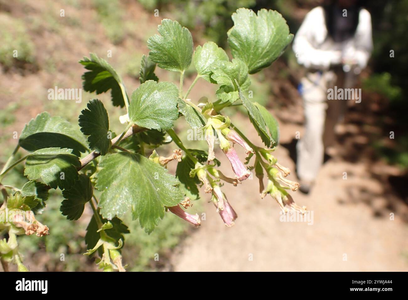 wax currant (Ribes cereum Stock Photo - Alamy