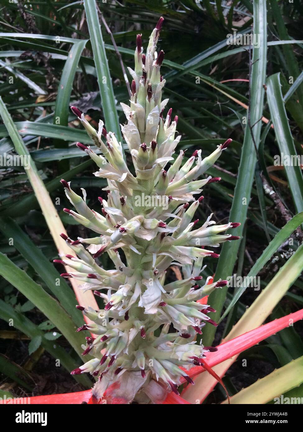 piñuela (Bromelia pinguin Stock Photo - Alamy