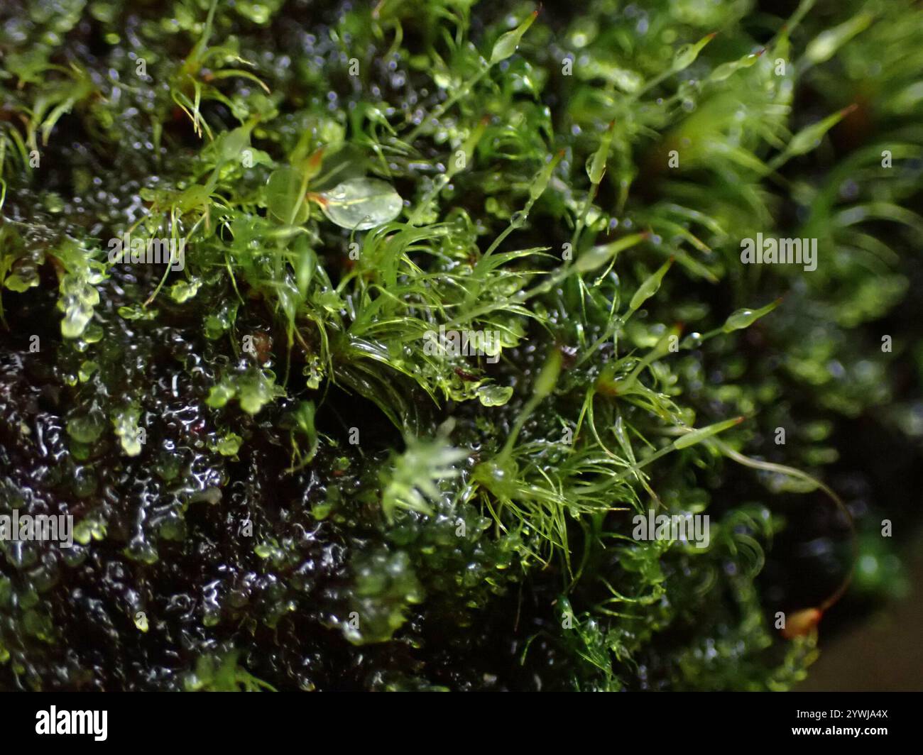 Ditrichum hi-res stock photography and images - Alamy