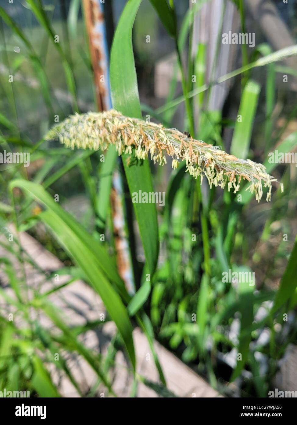 short-awn foxtail (Alopecurus aequalis Stock Photo - Alamy