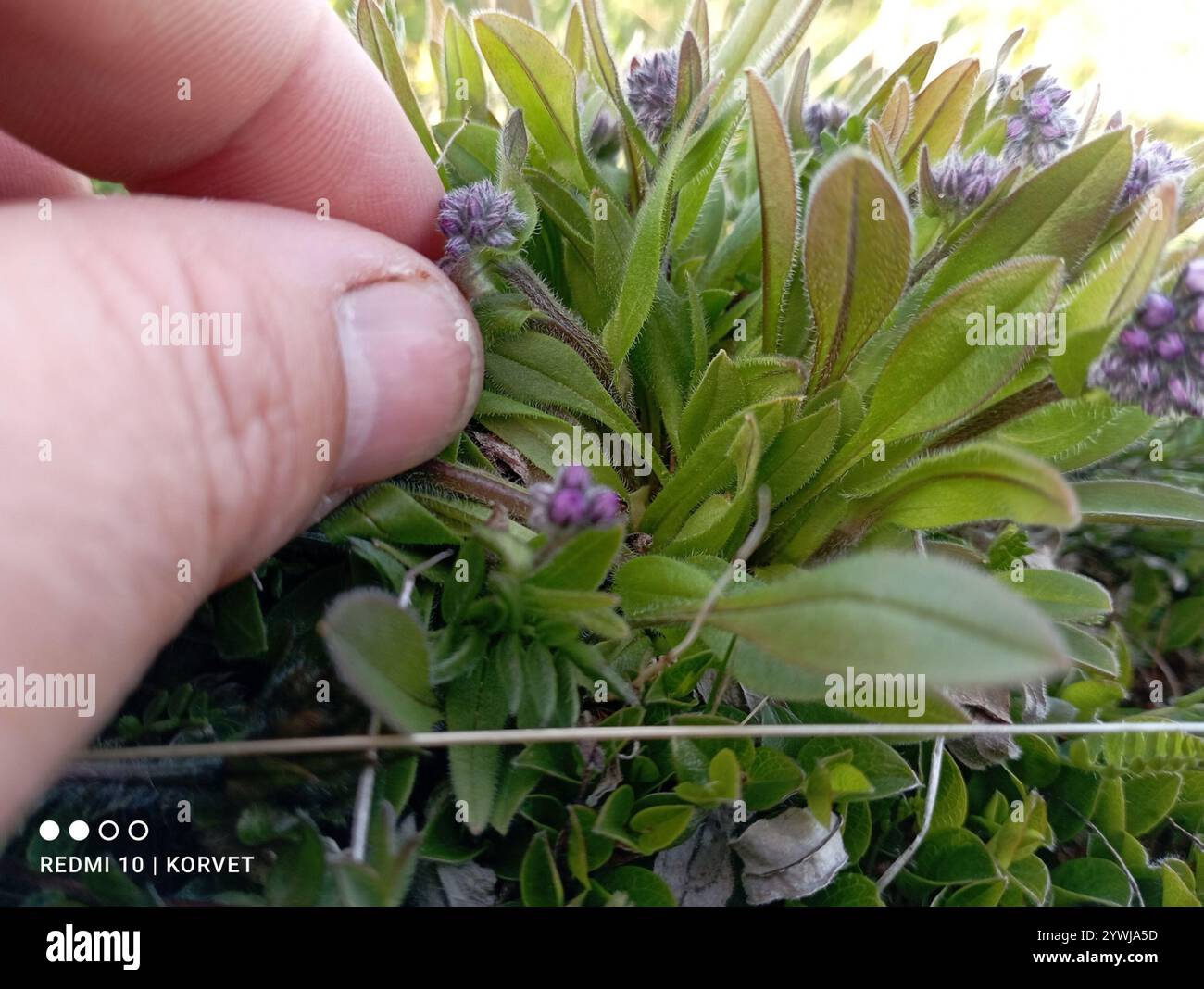 mountain forget-me-not (Myosotis asiatica Stock Photo - Alamy