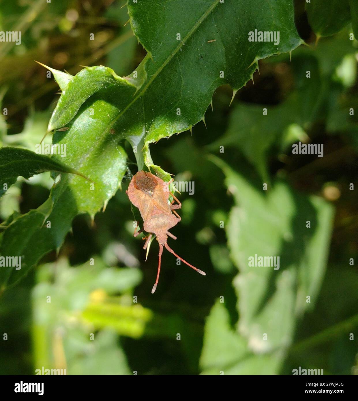 Dock Bug (Coreus marginatus Stock Photo - Alamy