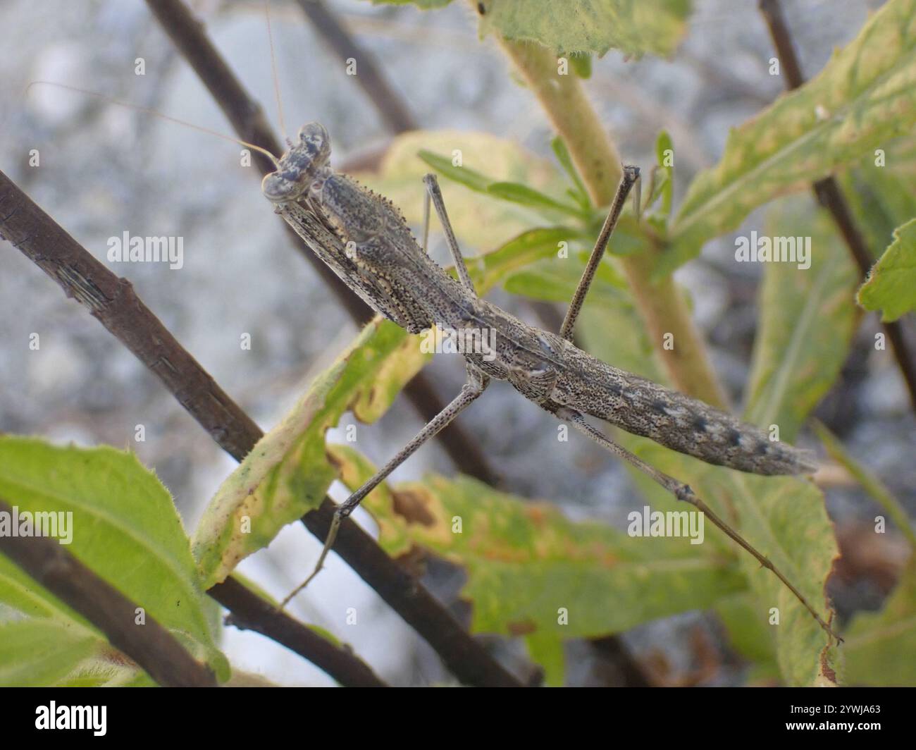 Balkan Ground Mantis (Rivetina balcanica Stock Photo - Alamy