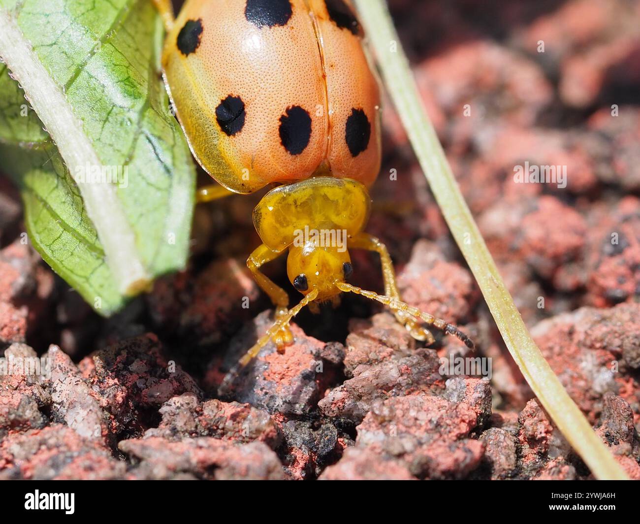 Oides hi-res stock photography and images - Alamy