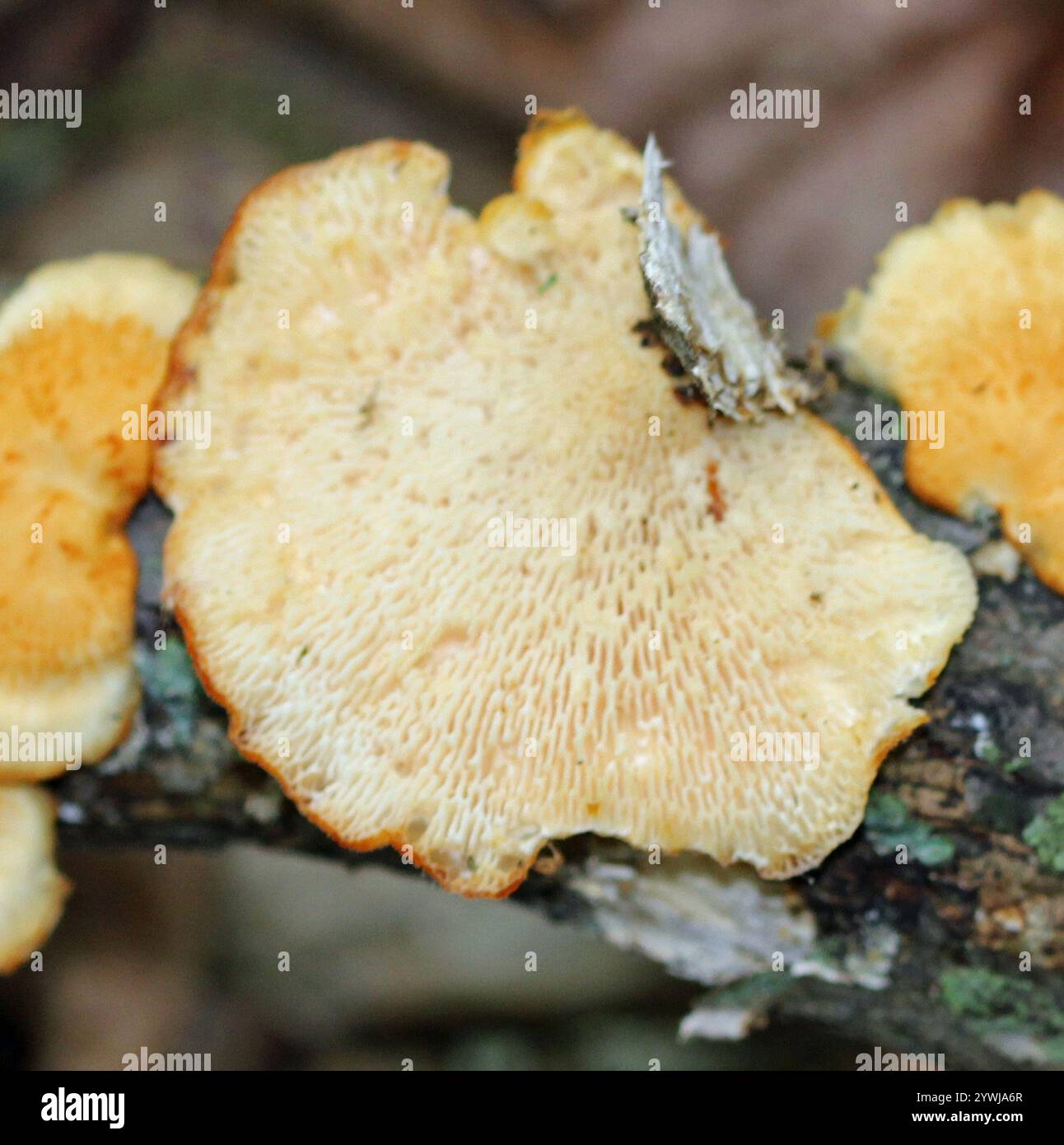 hexagonal-pored polypore (Neofavolus alveolaris Stock Photo - Alamy