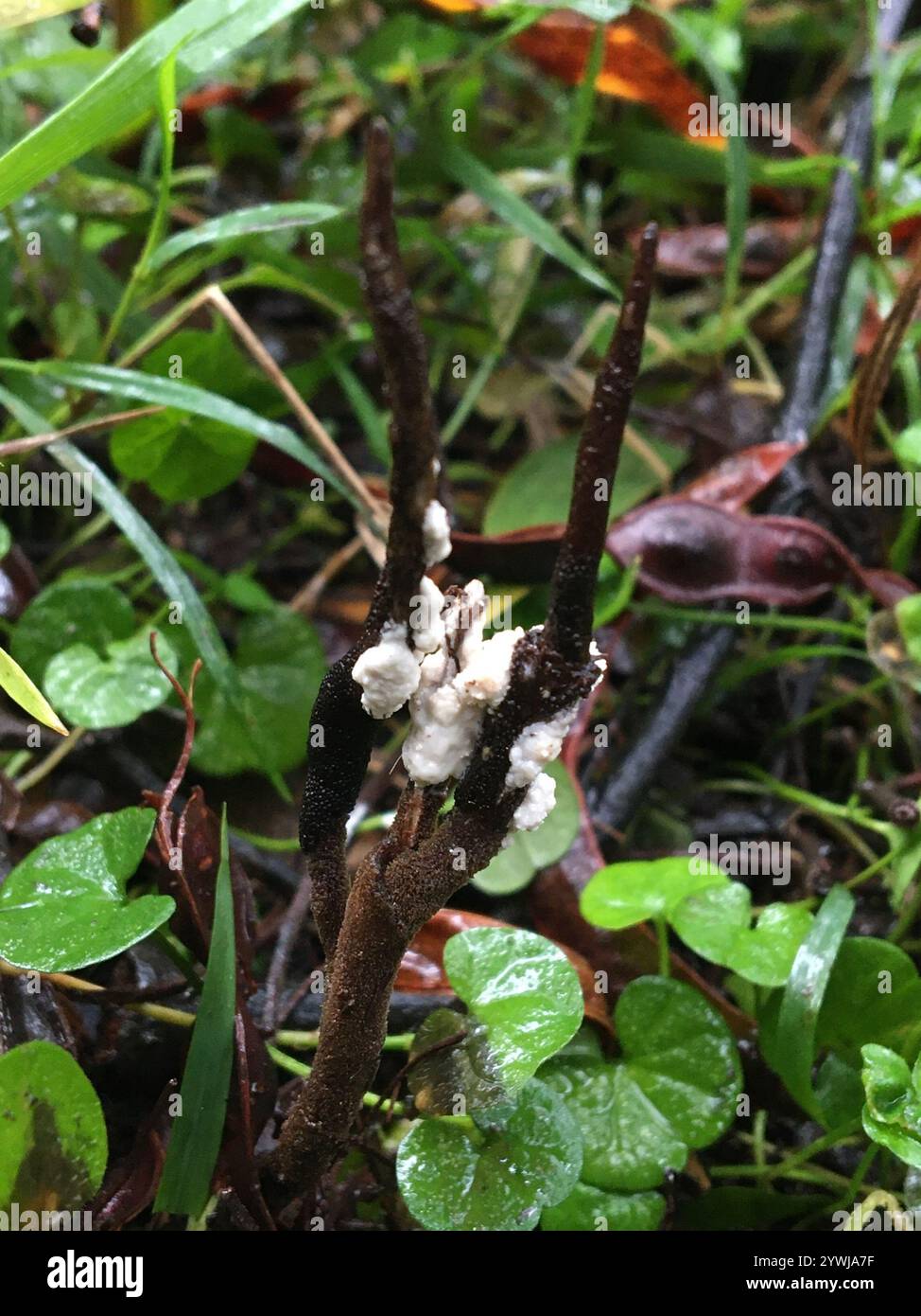 Vegetable caterpillar (Ophiocordyceps robertsii Stock Photo - Alamy