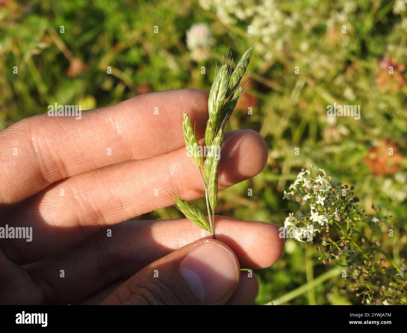 Brachypodium pinnatum hi-res stock photography and images - Alamy