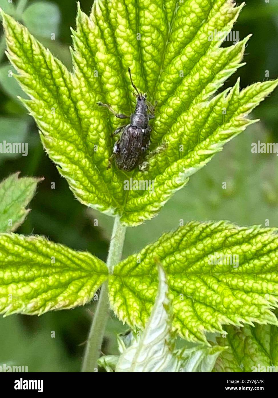 Common Leaf Weevil (Phyllobius pyri Stock Photo - Alamy