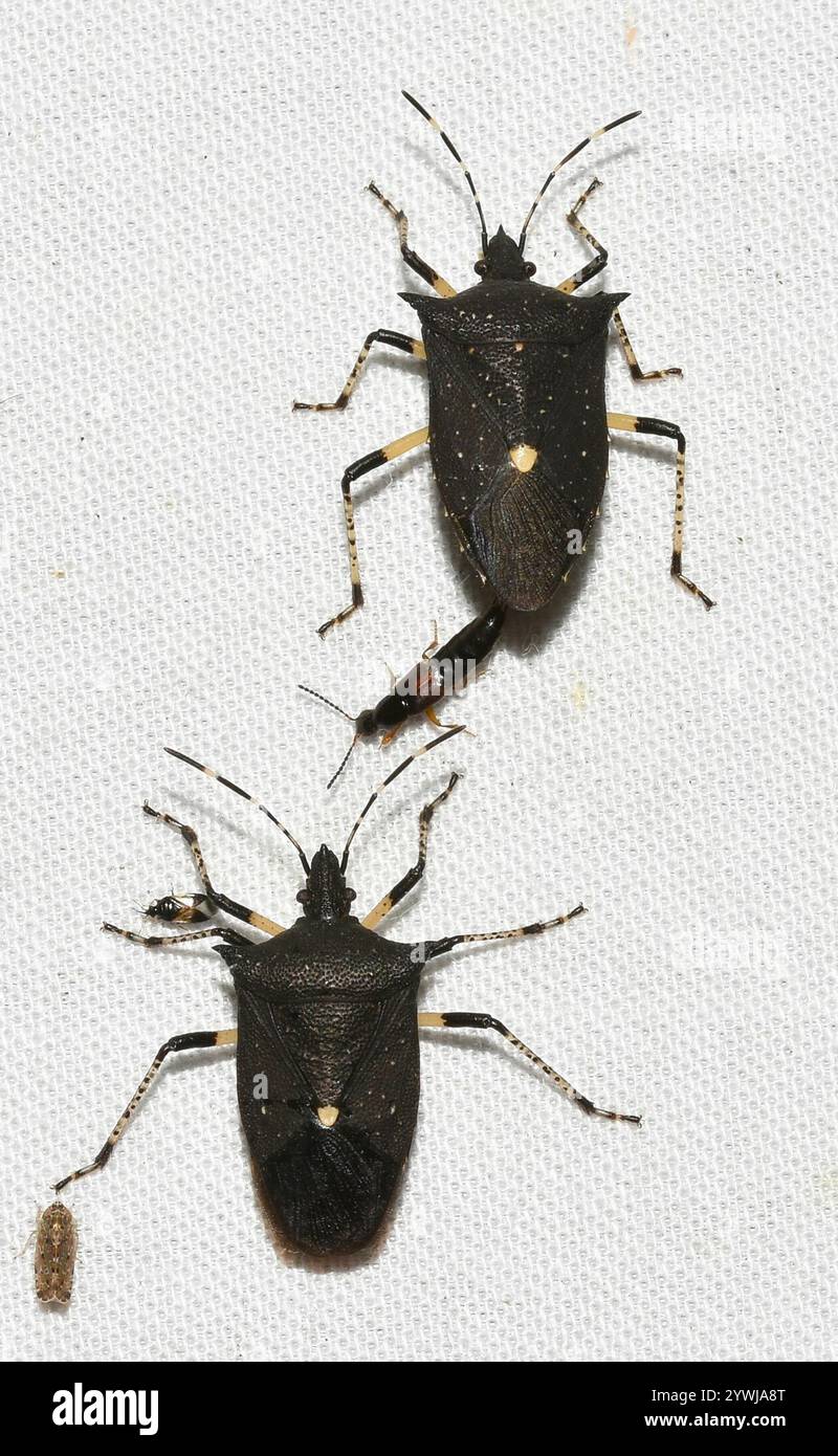 Black Stink Bug (Proxys punctulatus Stock Photo - Alamy