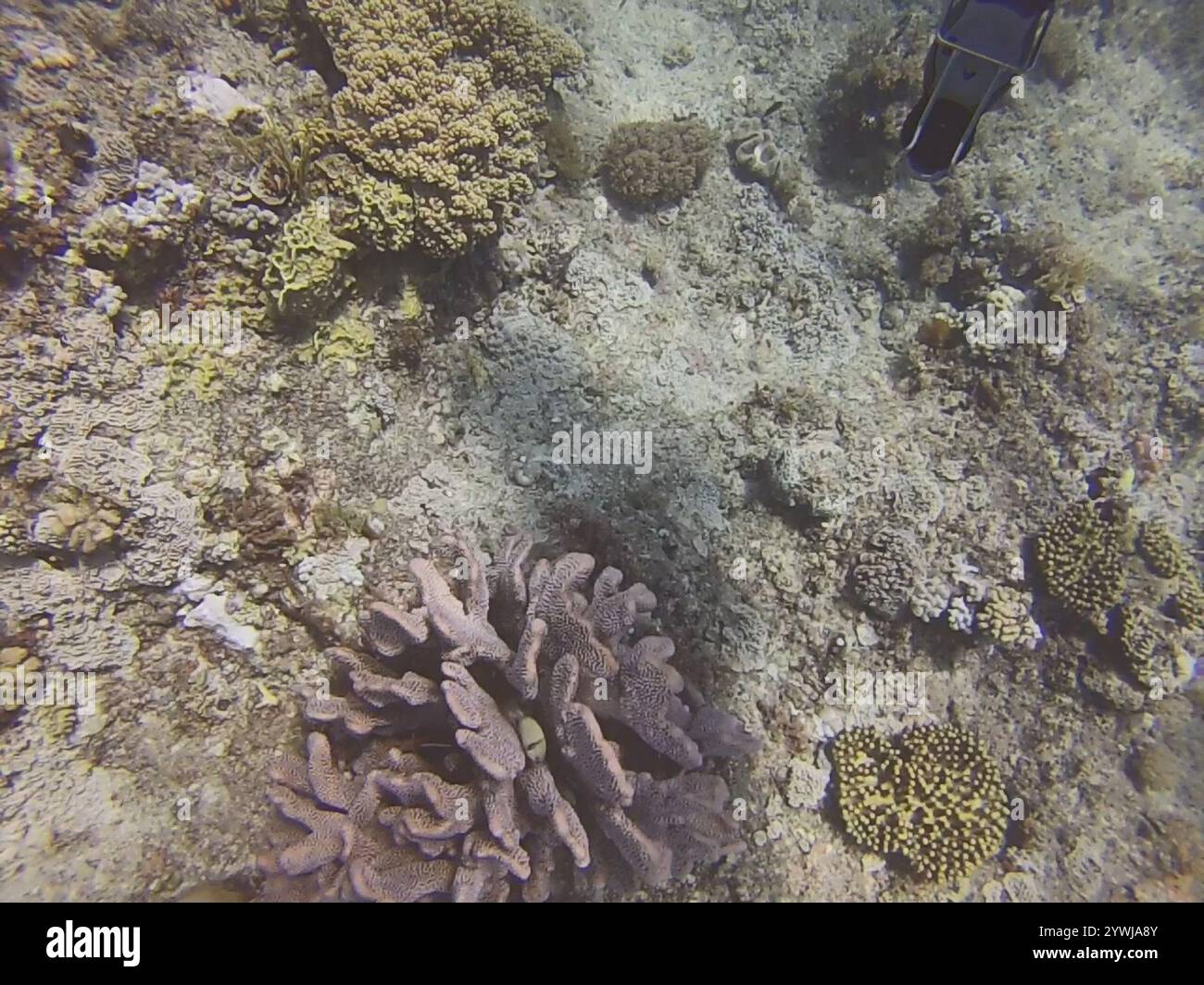Reticulated Damselfish (Dascyllus reticulatus Stock Photo - Alamy