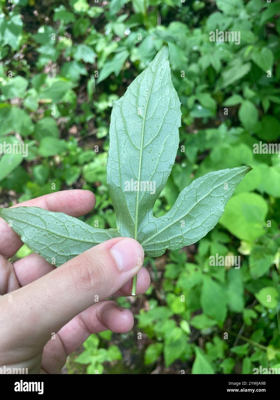 rattlesnake roots (Nabalus Stock Photo - Alamy