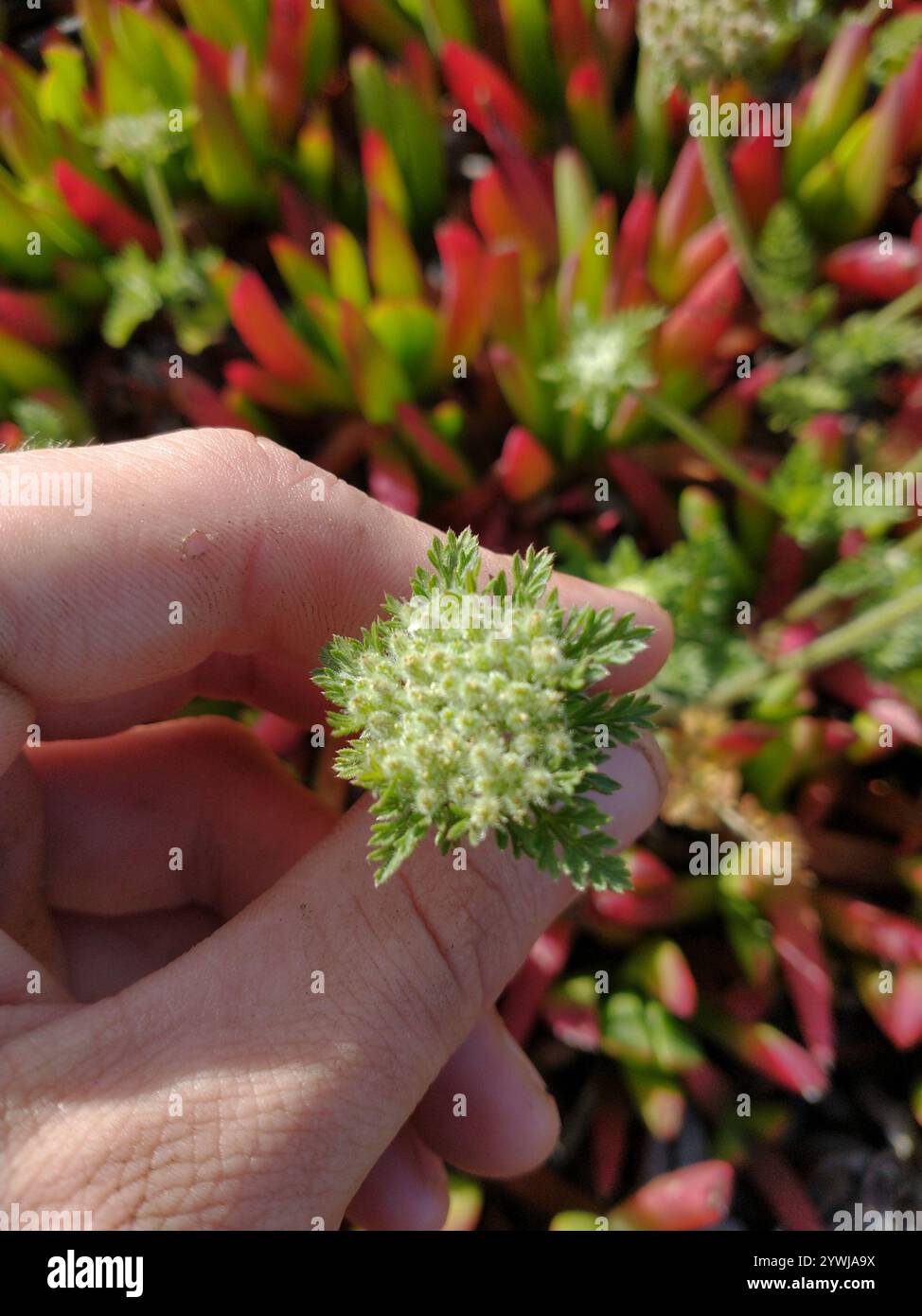 American wild carrot (Daucus pusillus Stock Photo - Alamy