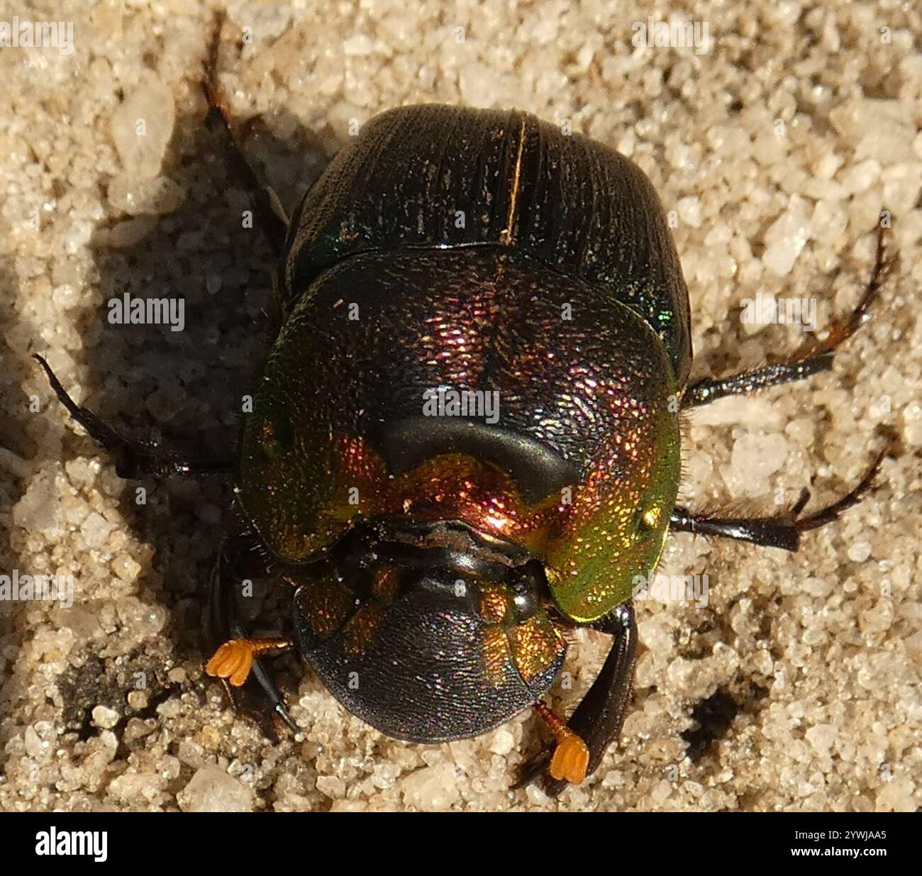Rainbow Scarab (Phanaeus vindex Stock Photo - Alamy