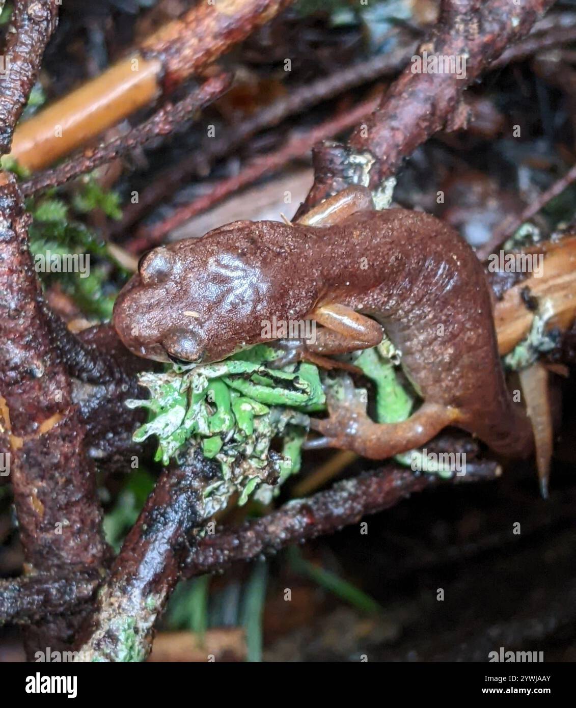 Ensatina (Ensatina eschscholtzii Stock Photo - Alamy