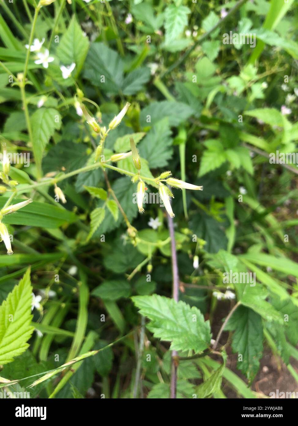 Common mouse-ear chickweed (Cerastium fontanum Stock Photo - Alamy