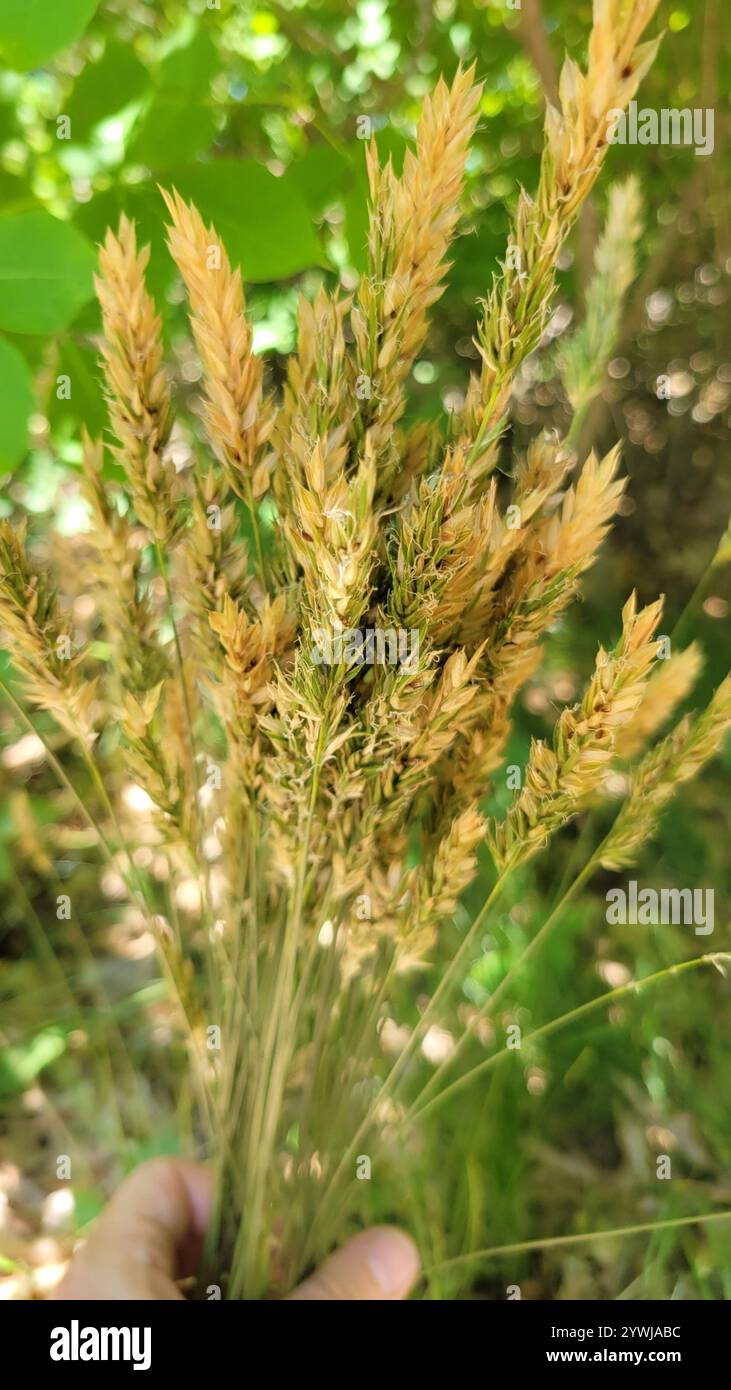 sweet vernal grass (Anthoxanthum odoratum Stock Photo - Alamy