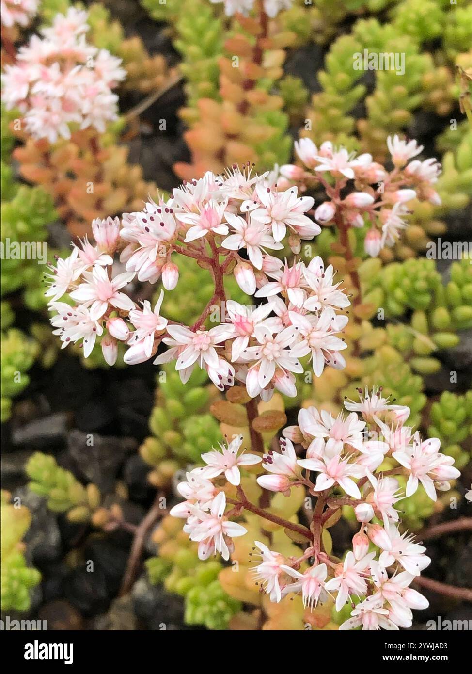 white stonecrop (Sedum album Stock Photo - Alamy