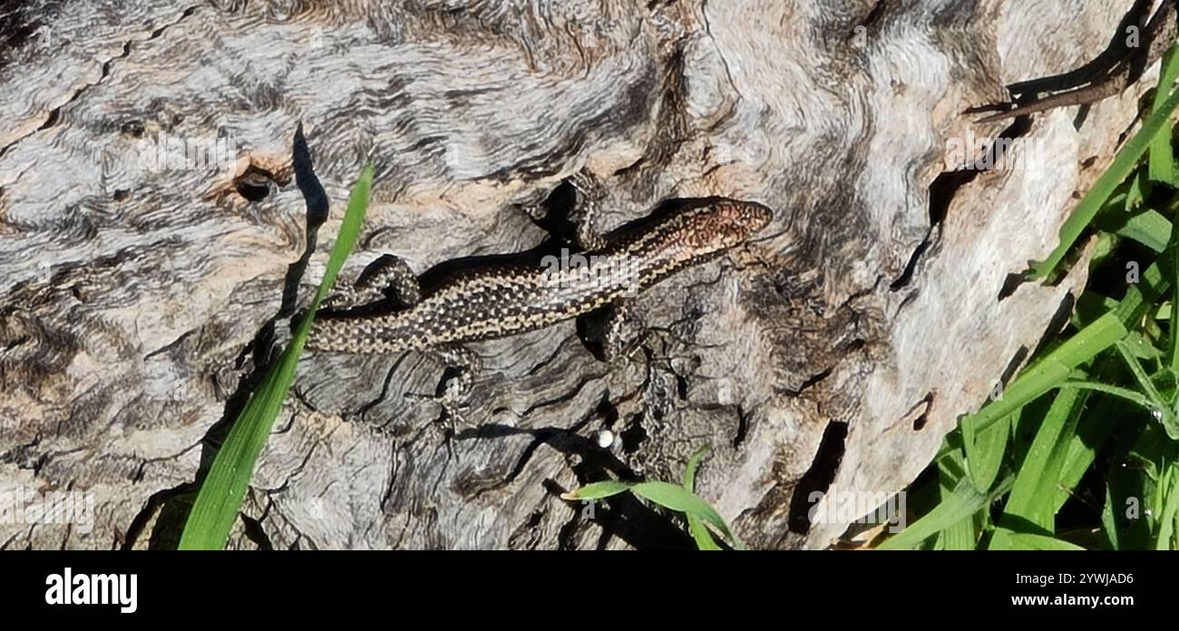 Ragged Snake-eyed Skink (Cryptoblepharus pannosus Stock Photo - Alamy