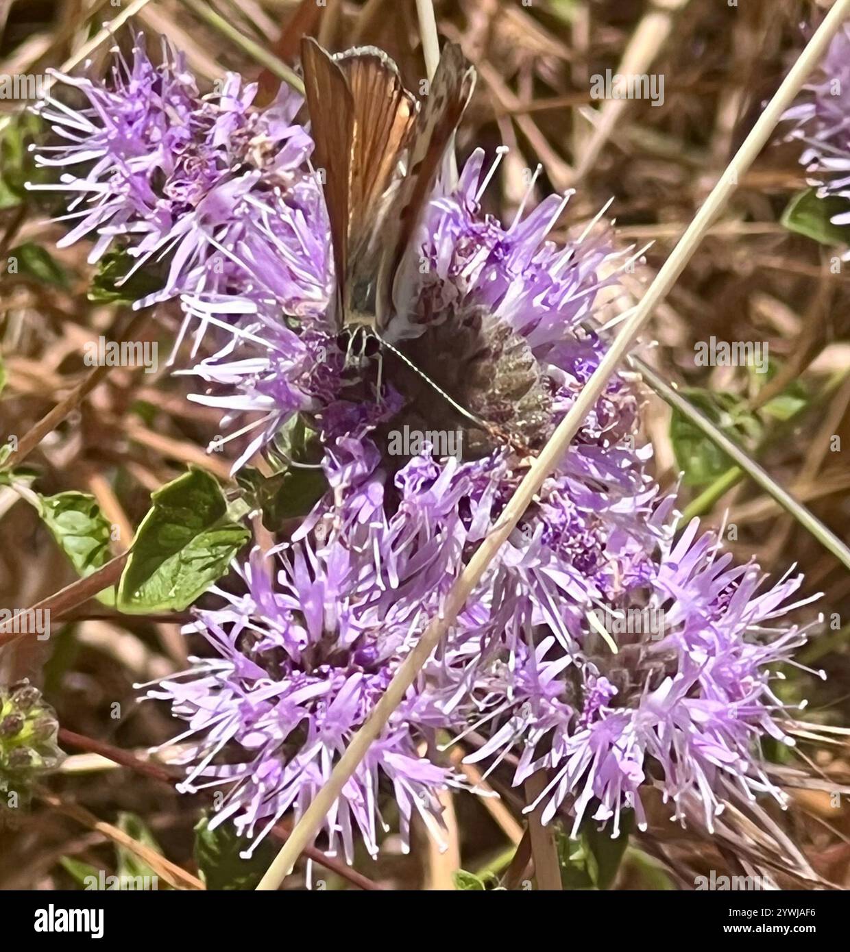 Coyote Mint (Monardella villosa Stock Photo - Alamy
