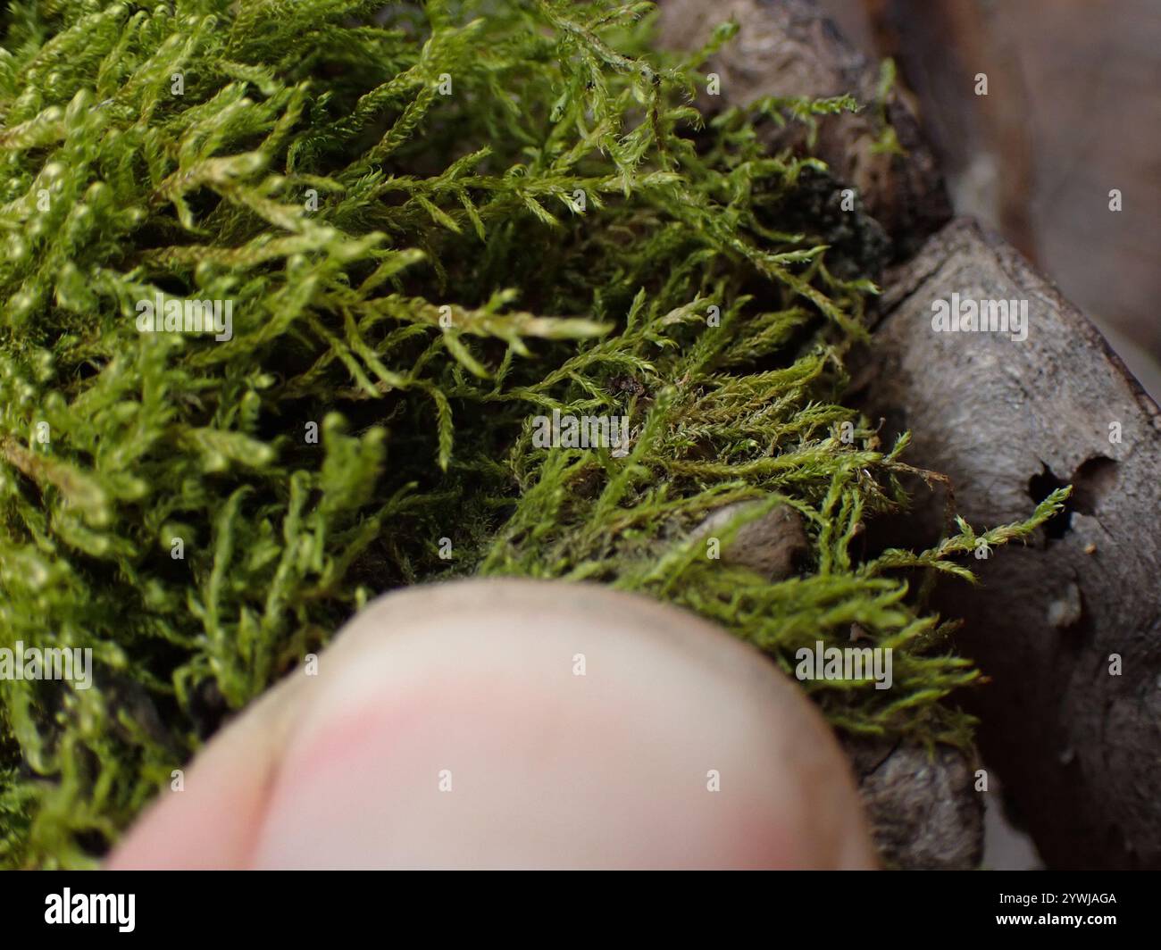 Sickle-leaved Hook-moss (Sanionia uncinata Stock Photo - Alamy