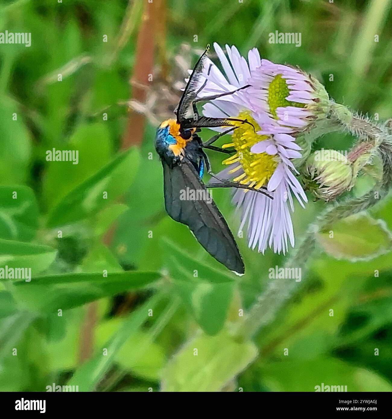 Virginia ctenucha moth virginica hi-res stock photography and images ...