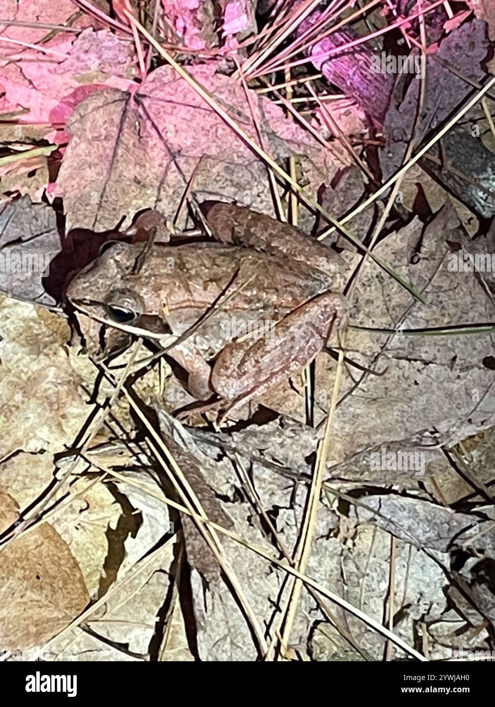 Wood Frog (Lithobates sylvaticus Stock Photo - Alamy