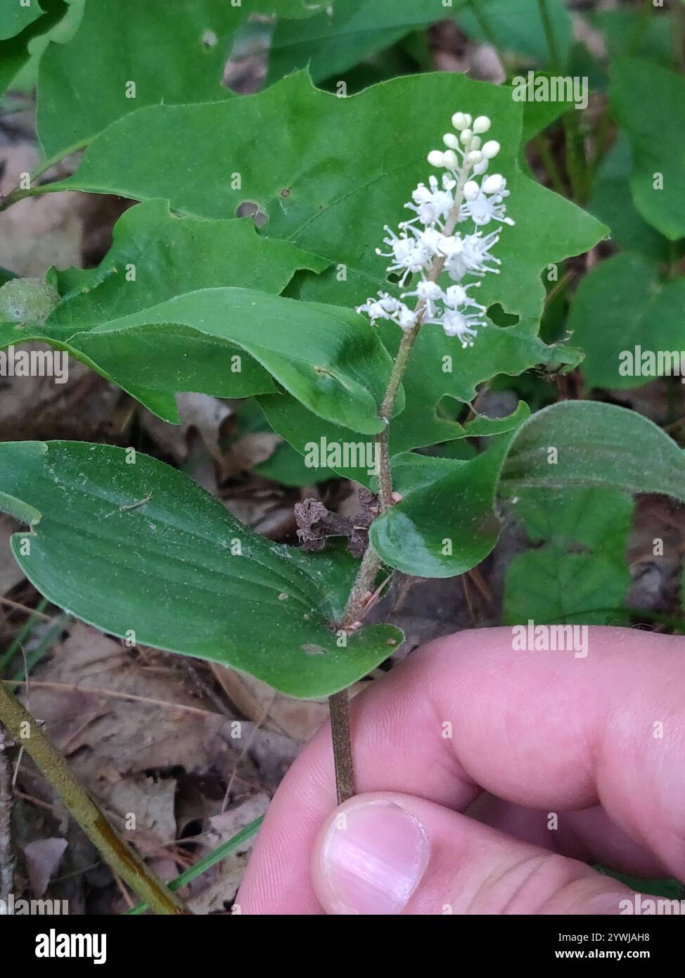 Canada mayflower (Maianthemum canadense Stock Photo - Alamy