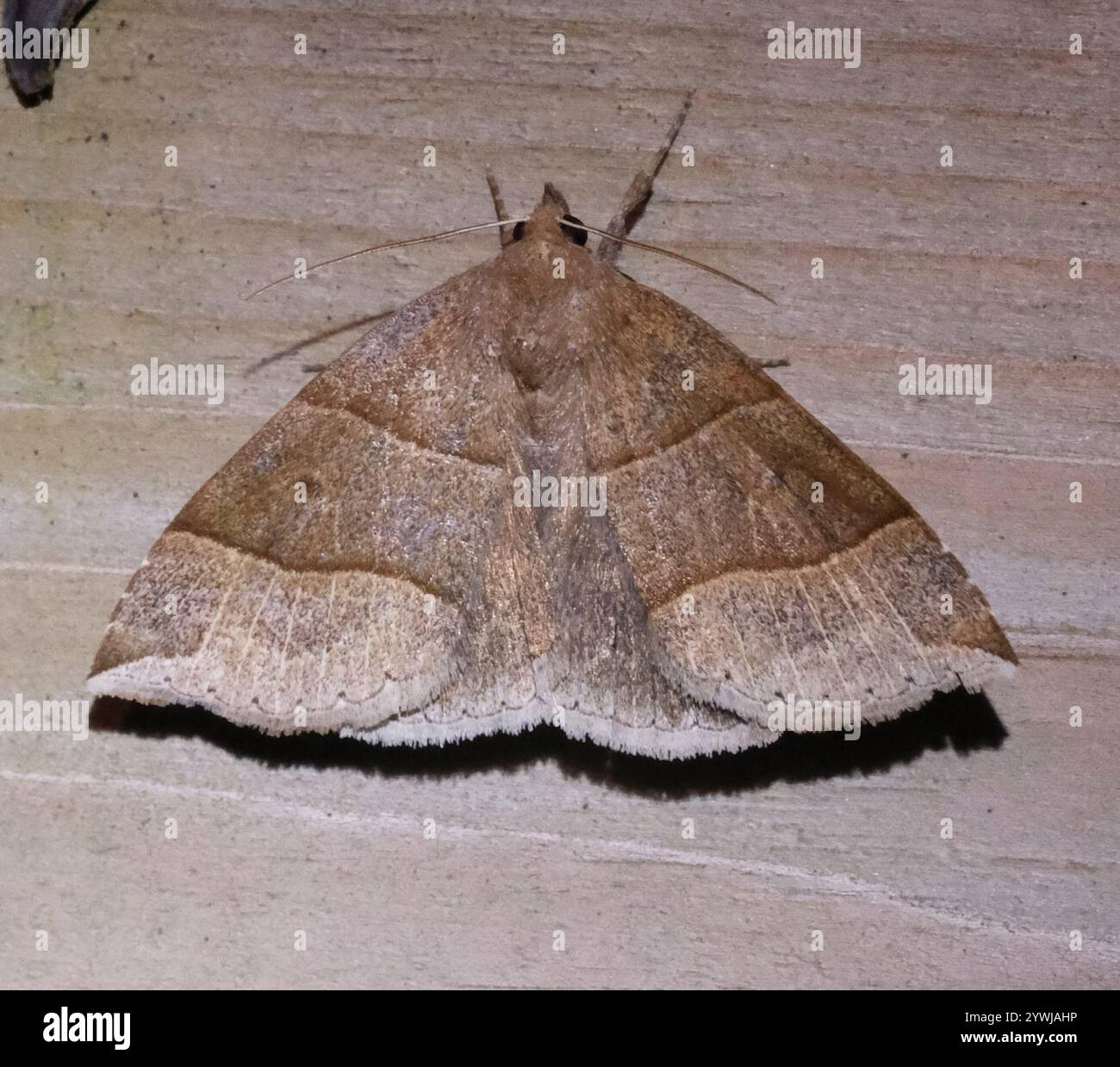 Maple Looper Moth (Parallelia bistriaris Stock Photo - Alamy